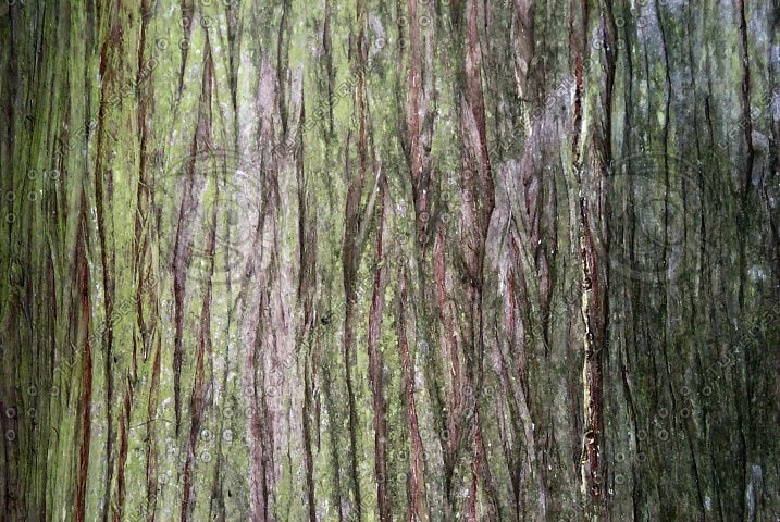 Texture JPEG cedar tree bark