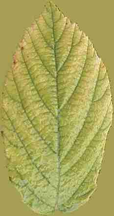 Texture Windows Bitmap leaf nature green