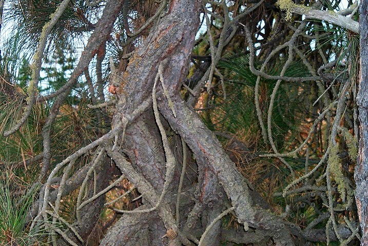 Texture JPEG limbs twisted photograph