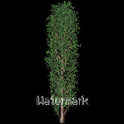 Texture TIFF bush sprite tree