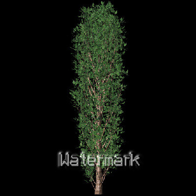 Texture TIFF bush sprite tree