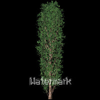 Texture TIFF tree sprite leaves