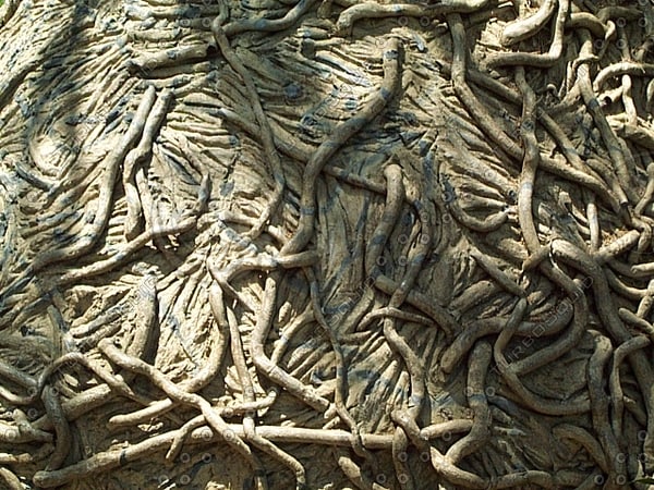 Texture JPEG vines vine moss