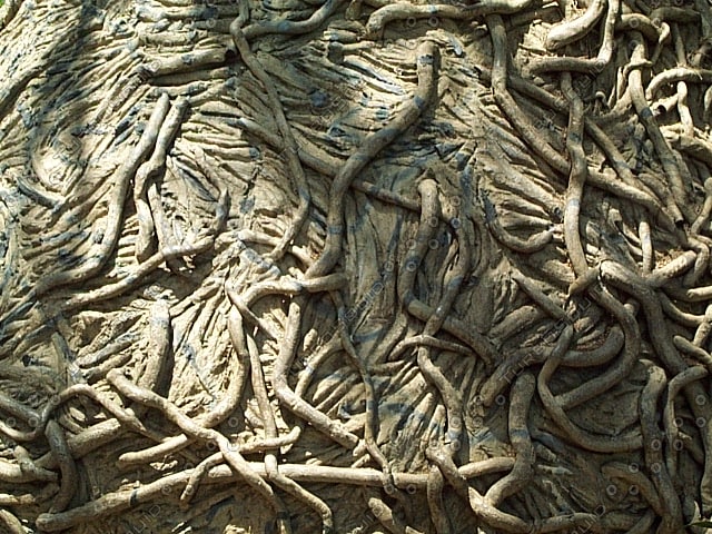 Texture JPEG vines vine moss