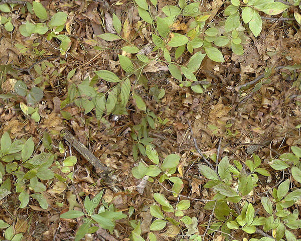 Texture JPEG leaves leaf ground