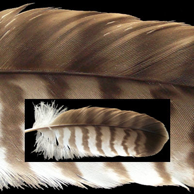 Texture Other Feather Eagle Alpha
