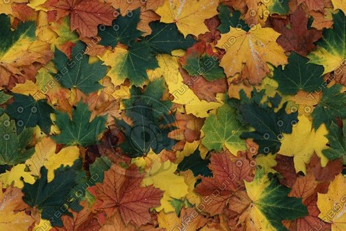 Texture Windows Bitmap leaves fall tiled