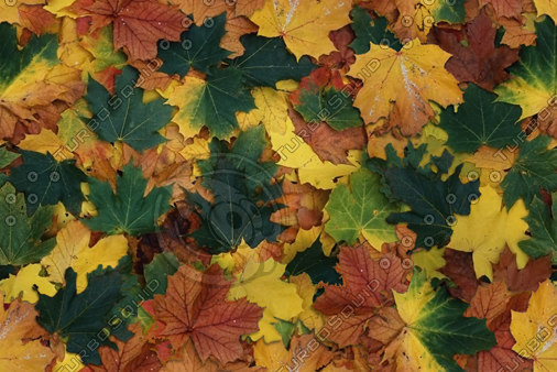 Texture Windows Bitmap leaves fall tiled