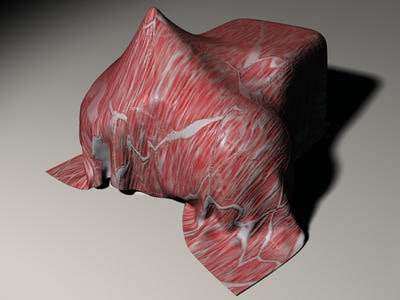 Materials 3ds Max Texture Muscle Fiber ReMark3D