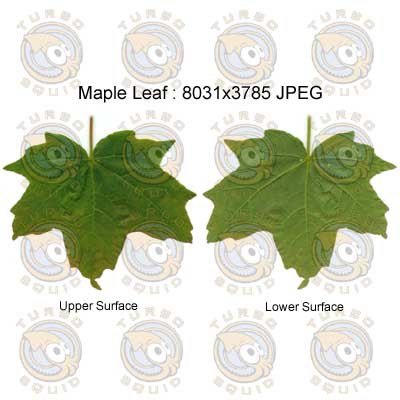 Texture JPEG leaf maple tree
