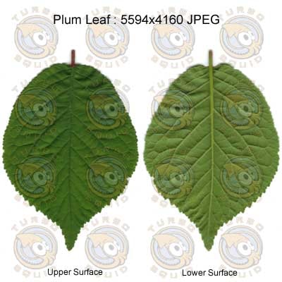 Texture JPEG leaf plum tree