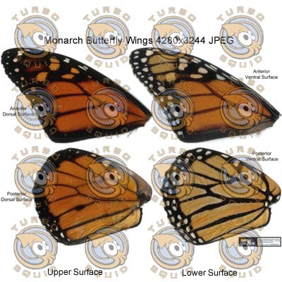 Texture JPEG butterfly monarch wings