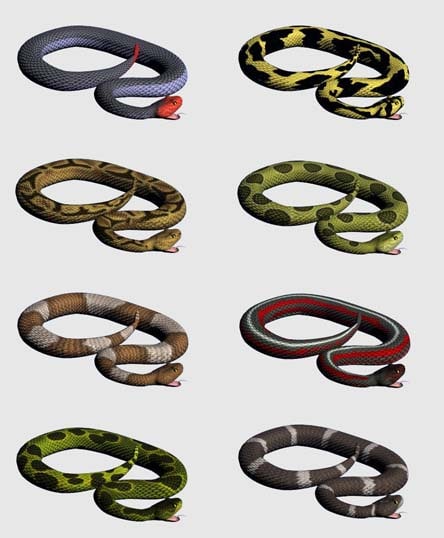 Texture JPEG snake Poser animal