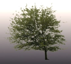 Texture tree trees alpha