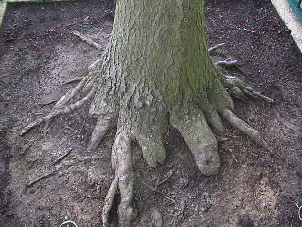 Texture JPEG tree bark skin