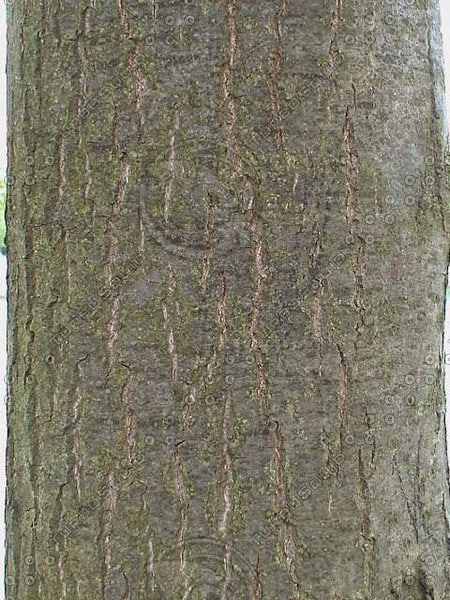 Texture JPEG tree bark skin