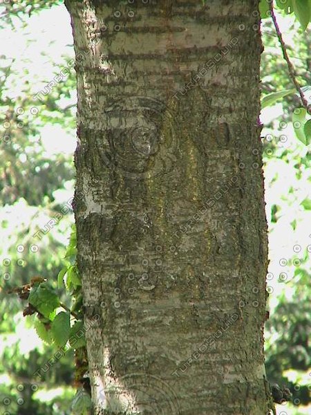 Texture JPEG tree bark skin