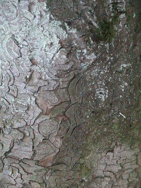 Texture JPEG tree bark skin