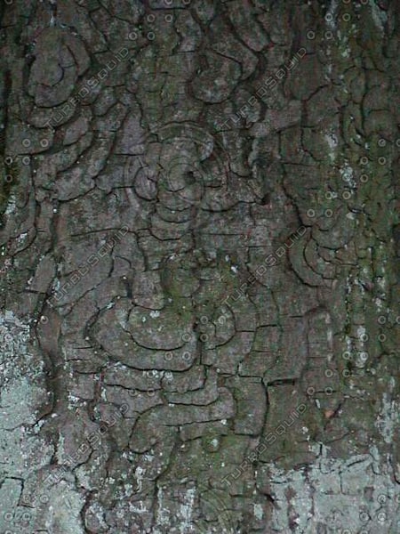 Texture JPEG tree bark skin