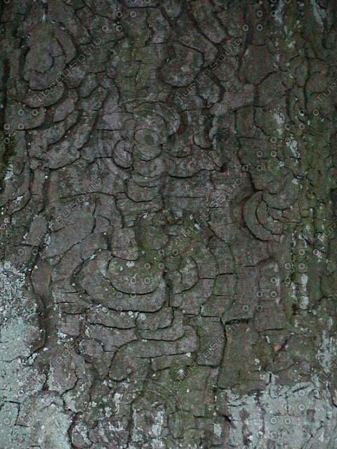 Texture JPEG tree bark skin