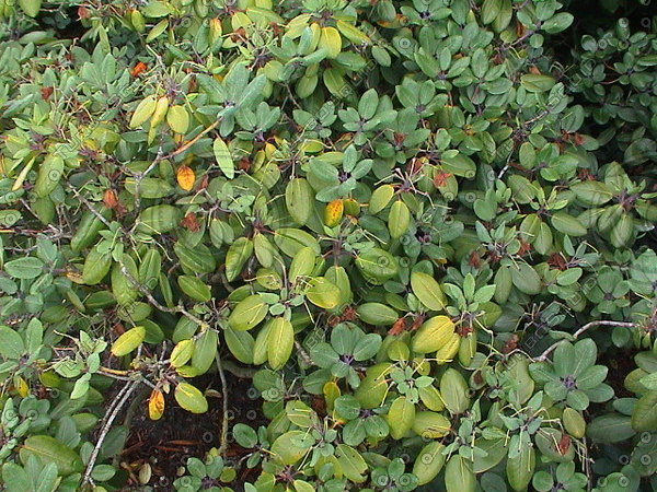 Texture JPEG bush thicket tree