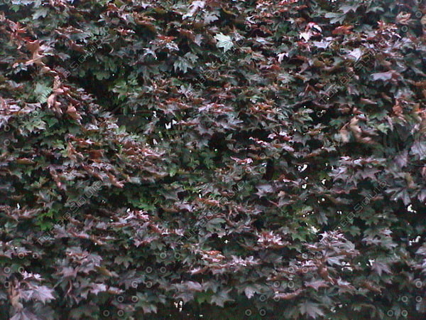 Texture JPEG bush thicket tree