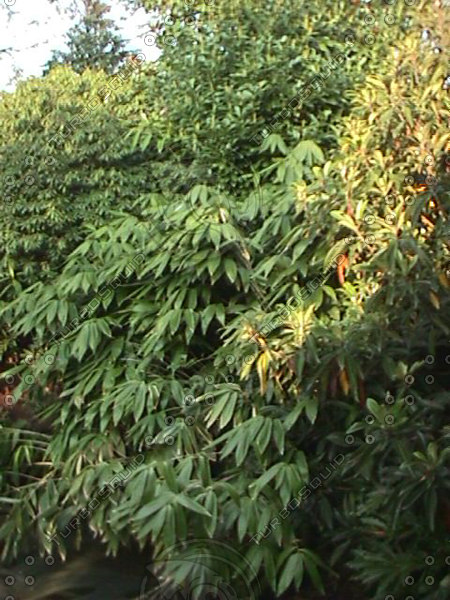 Texture JPEG bush thicket tree