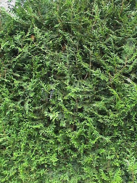 Texture JPEG bush thicket tree