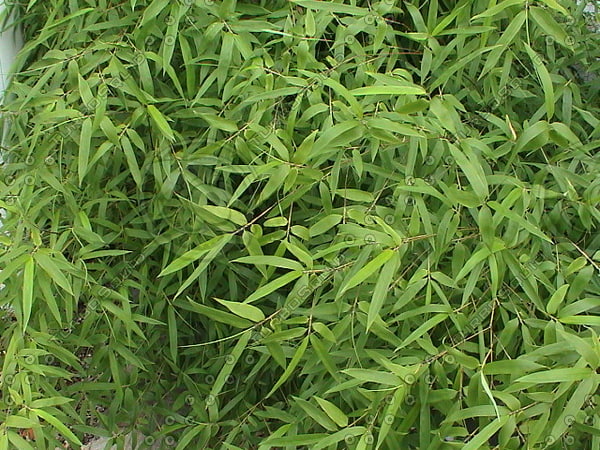 Texture JPEG bush thicket tree