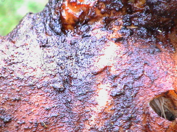 Texture JPEG alien skin burn