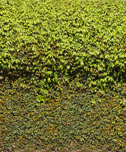 Texture JPEG bush free texturama