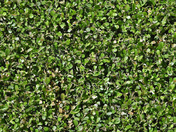 Texture JPEG bush organictex green