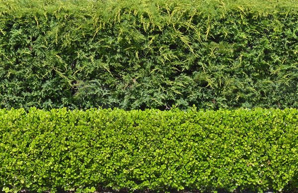 Texture JPEG bush organictex green