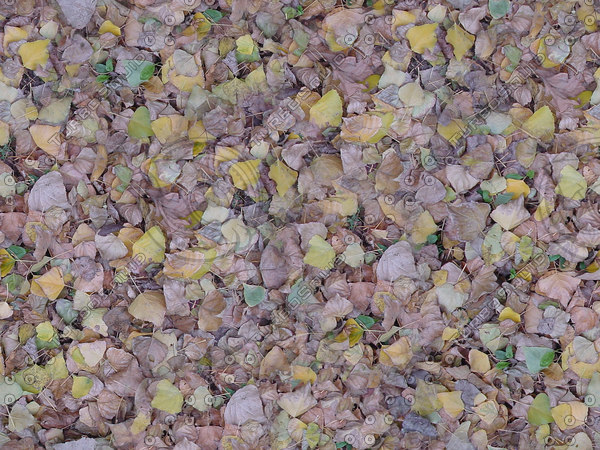 Texture JPEG ground organictex fall