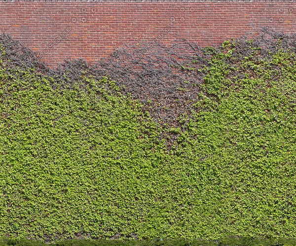 Texture JPEG ivy organictex weathered