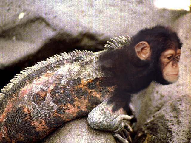 General JPEG Freaks Of Nature