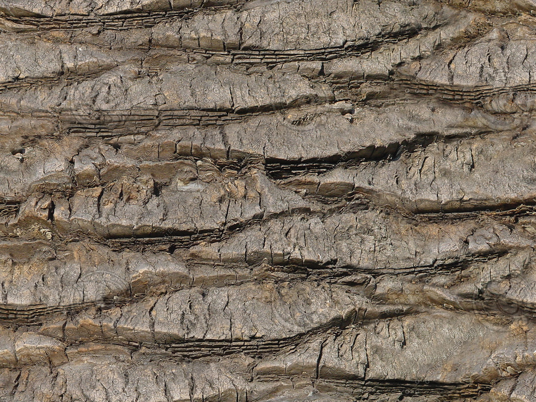 Texture JPEG Palm Tree Organictex