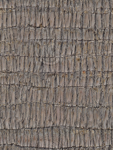 Texture JPEG palm tree organictex