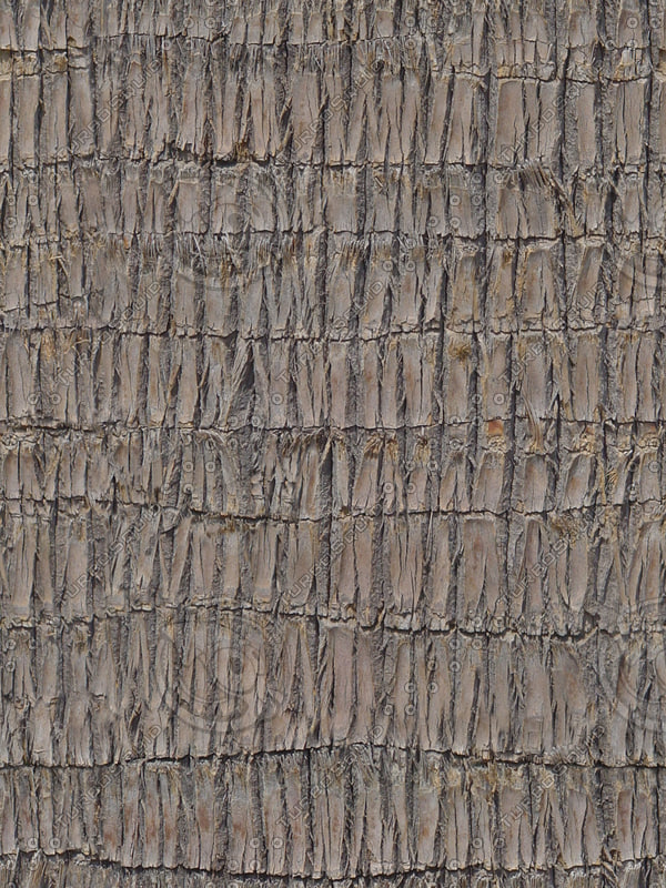 Texture JPEG palm tree organictex