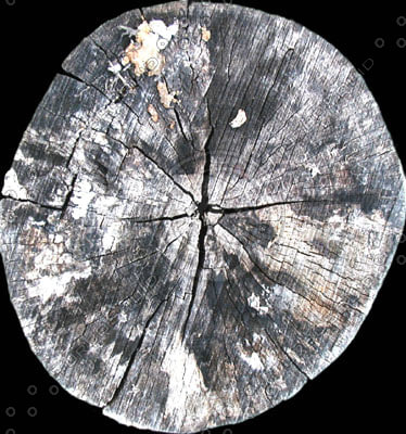 Texture JPEG log tree plant