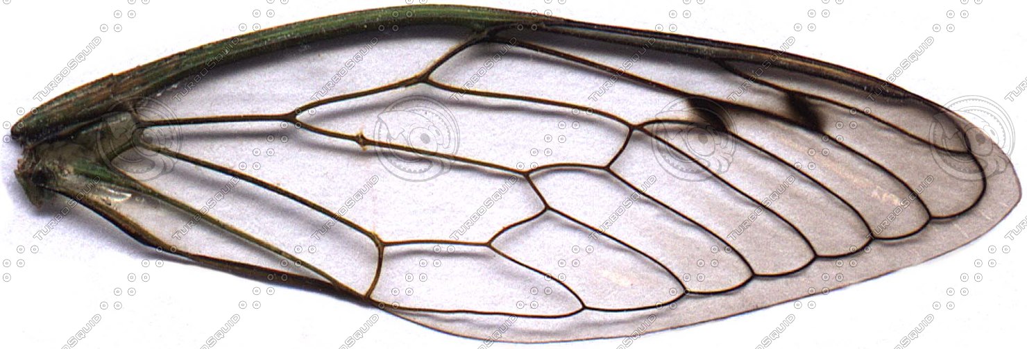 Texture JPEG cicada wing insect