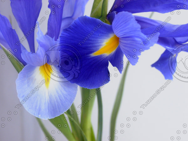 Stock JPEG iris flower blue