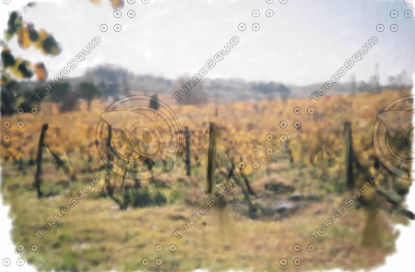 General JPEG vigneto toscano Toscana