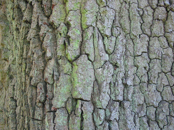 Texture JPEG tree hires