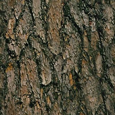 Texture Windows Bitmap wood tiles tree