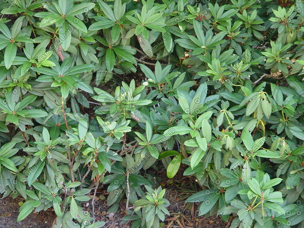 Texture JPEG bush thicket tree