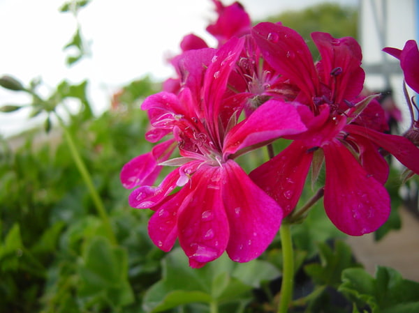 Stock JPEG Flower