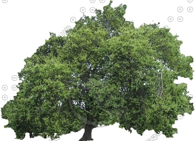 Texture JPEG oak tree leaves