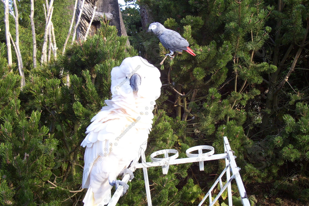 Stock JPEG Crazy Cockatoo