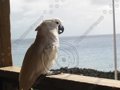 Stock TIFF bird ocean exotic